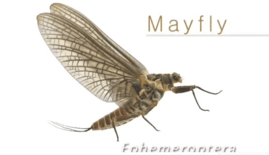 [Video] How to Tie a Frenchie by George Daniel • Fly Fishing Reporter