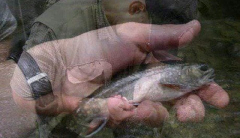 Abrams Creek Fly Fishing Guide