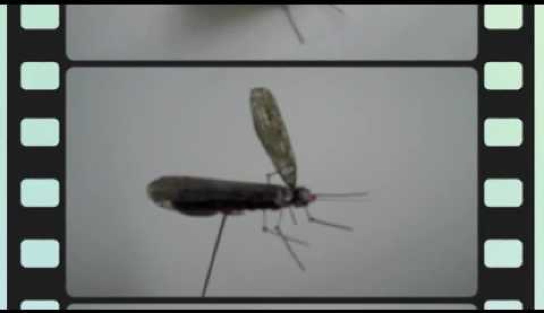 [Video] How to Tie a Real Salmonfly