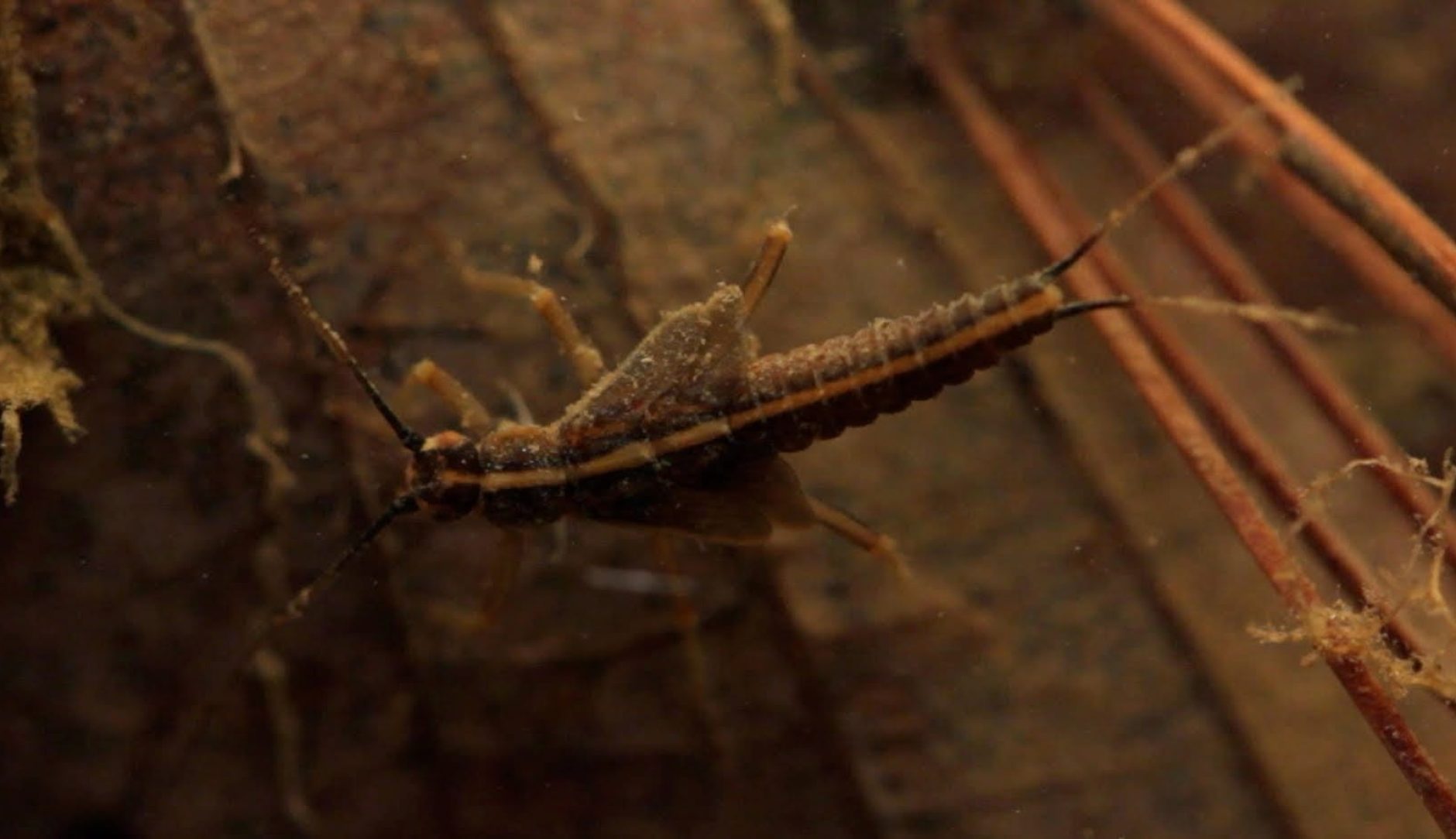 [Video] The Underworld of A Trout Stream | DIY Fly Fishing