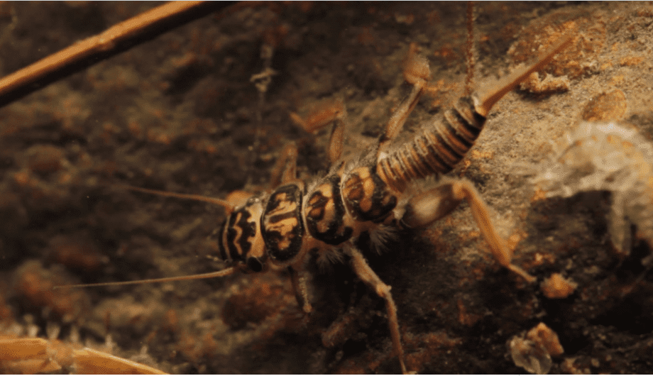 [Video] How to Tie a Nuke Egg (Antron Egg) • Fly Fishing Reporter