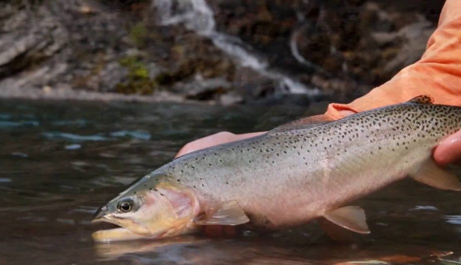 Euro Nymphing: Czech Nymphing, Spanish Nymphing, French Nymphing