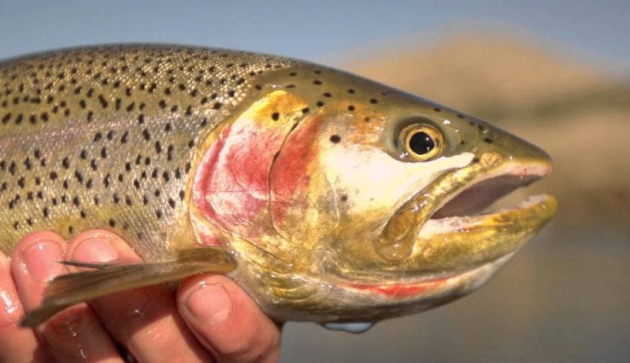 DIY Guide to Fly Fishing the Animas River in Colorado | DIY Fly Fishing
