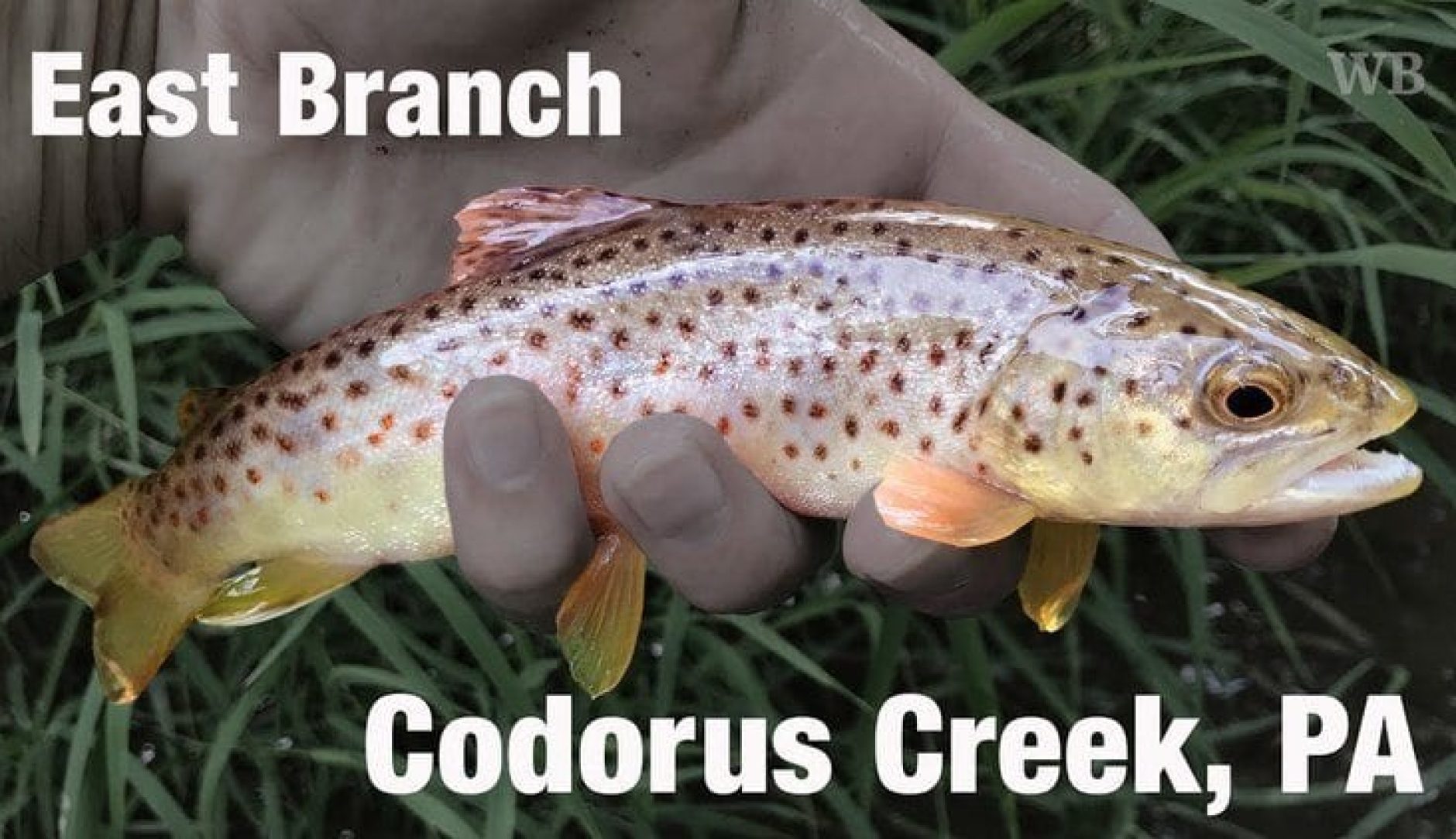 DIY Guide to Fly Fishing Codorus Creek in South-Central Pennsylvania ...