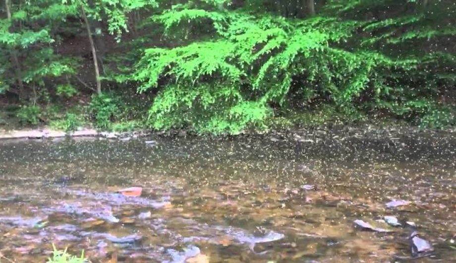 DIY Guide to Fly Fishing Spring Creek in Pennsylvania | DIY Fly Fishing