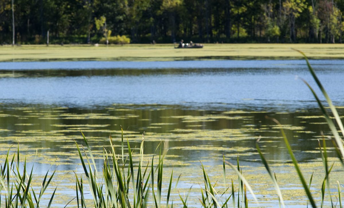DIY Guide to Fly Fishing the Maple River in Michigan | DIY Fly Fishing
