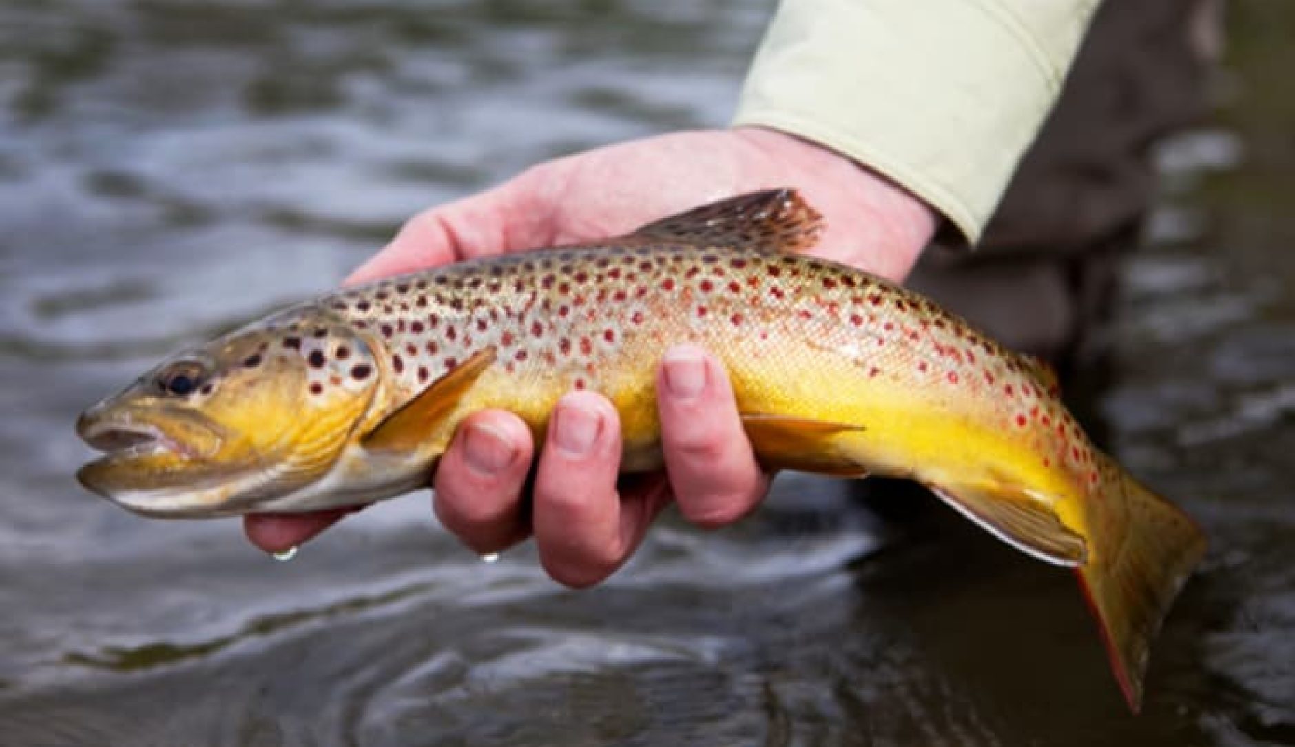 DIY Guide to Fly Fishing the Coldwater River in Michigan | DIY Fly Fishing
