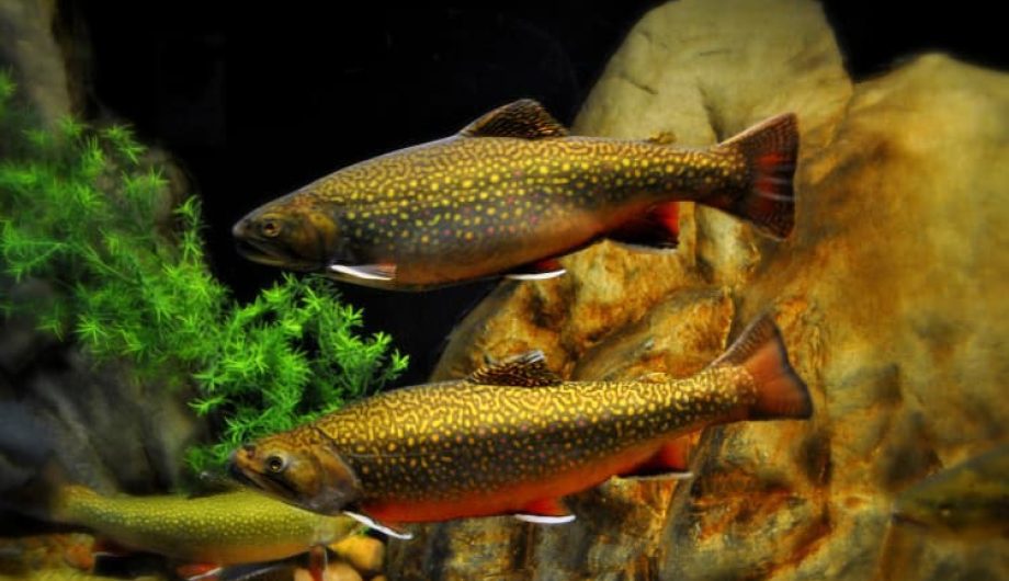 DIY Guide to Fly Fishing the Rifle River in Michigan | DIY Fly Fishing