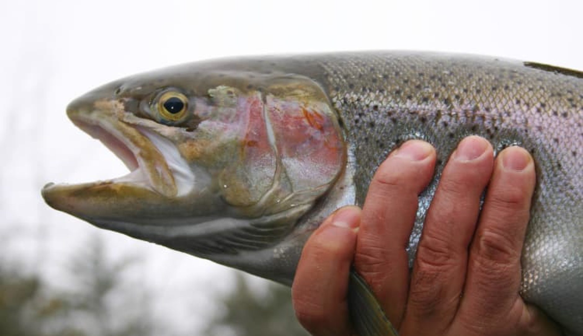 DIY Guide to Fly Fishing the Chocolay River in Michigan | DIY Fly Fishing