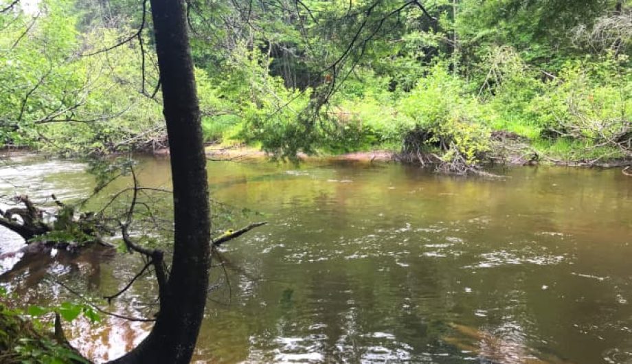 DIY Guide to Fly Fishing the Two Hearted River in Michigan | DIY Fly ...
